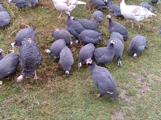 Bibilici. Цесарки. Pichiri.