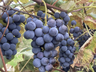 Poama lidia ( capsuna)