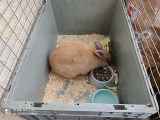 Vând iepure de rasă Rex