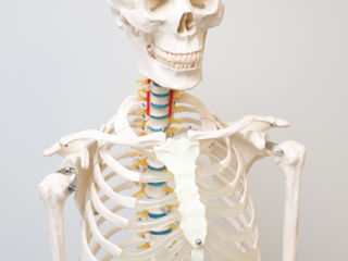 Schelet uman anatomic – mărime naturală (model didactic 3D)