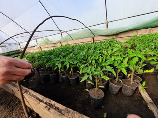 Vind rasad de rosii :Tolstoi,Inima Boului, Leana Roz,Siiana.