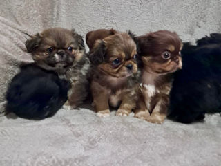 Câini (vânzări de căței) cumpăra în Moldova pe 999.MD