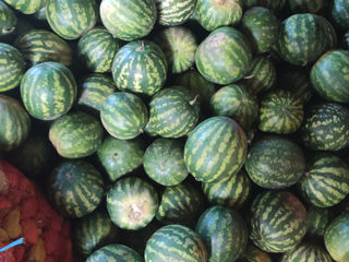 Harbuji