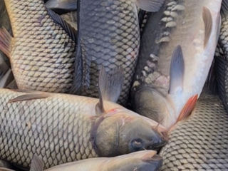 Cumpar Peste Crap Caras Fitofag(Tolstolob)in cantitati mari!