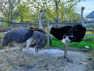 Se vinde struț mascul