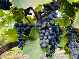 Struguri,Poamă Moldova