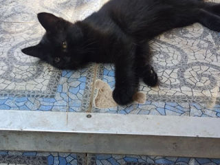 Daruiesc 2 pisici, jucause, vaccinate.