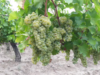 Struguri Izabela, Nova pentru vin