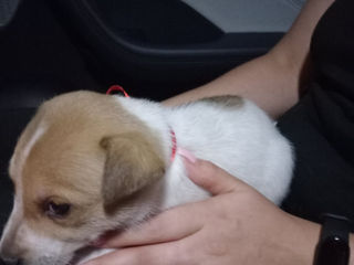 Djek Rasel Terier fetita