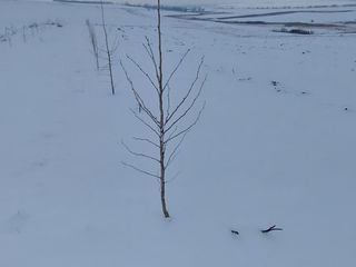 Caut specialist care sa altueasca copac de alun turcesc cu Italian