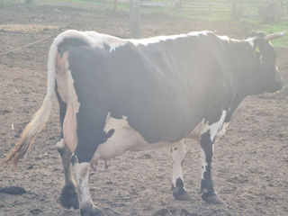 Vindem 20 vaci bune de lapte!