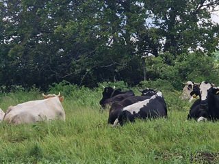 Vindem 20 vaci bune de lapte!