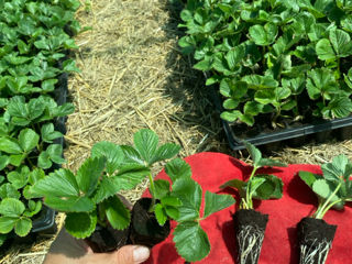 Rasad de capsuna Malwina, poze reale!