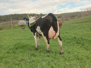 Vind 3 vaci bune de lapte!