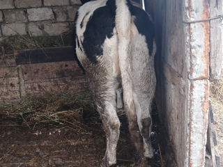 Se vinde vitica de doi ani