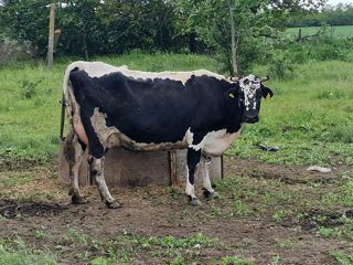 Vindem 20 vaci bune de lapte!