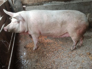 Vînd porc 140/150 kg