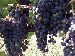 Struguri Cabernet, Merlot