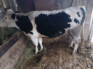 Se vinde vitica de doi ani