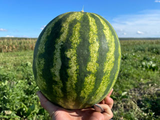 Vind harbuz pentru murat 2-4 kg