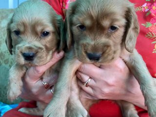 Vânzare de câini de rasă si alte. Toate anunțurile din Republica ...