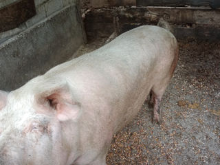 Vînd porc 140/150 kg
