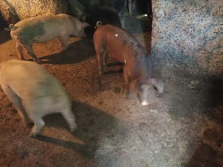 Vînd porci frumoşi