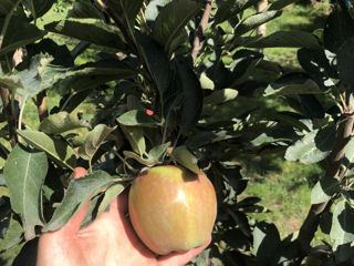 Copaci de mere GALA DARK BARON-Mm26, CIORNII PRINT , Si diferitți ...