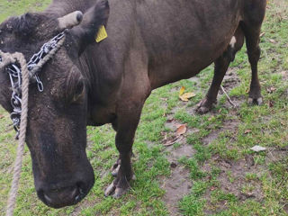 Vând vaci bune de lapte