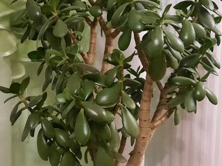 Floarea Banului. Aduce noroc si bani...