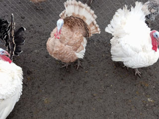 продаю индюшат 70 лей vind puii de curca