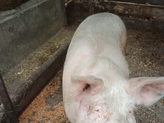 Vînd porc 140/150 kg
