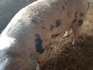 cumpar 1 porc de 50-60 kg cu 50 lei/kg viu-reg.orhei