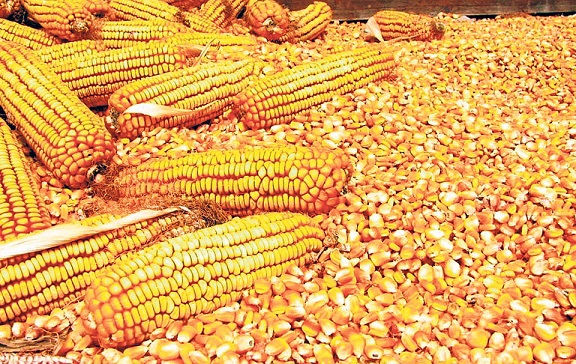 vind PORUMB GRIU ORZ