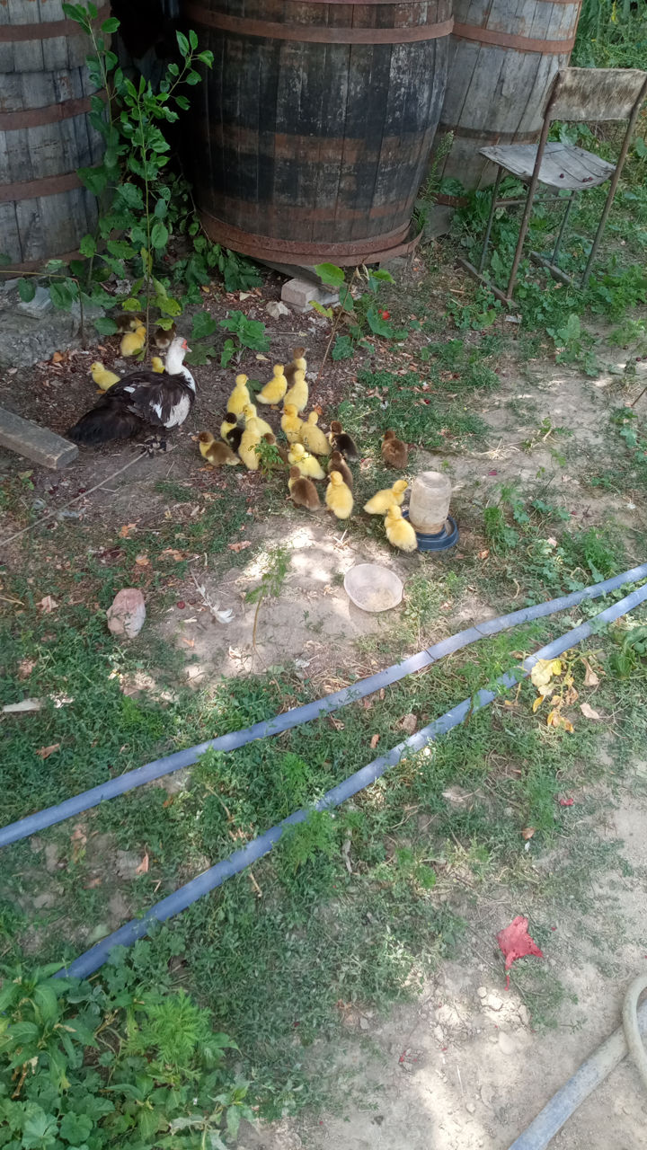 Urgent vînd ratuste mute!!!