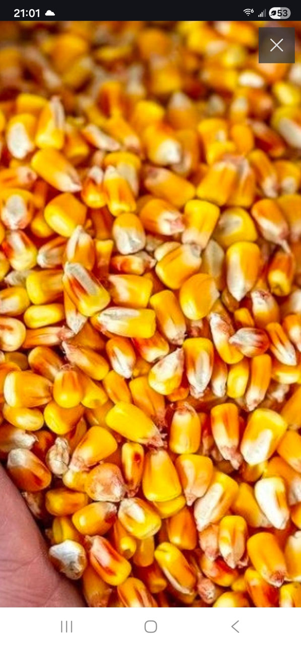 Vindem porumb în saci, 3 lei kg cu livrare