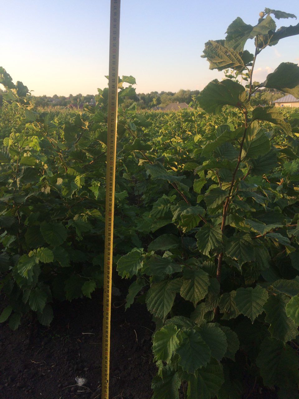 Vind copaci de alun,corn,calina,nuc,tei,precum si copaci fructifieri de ...