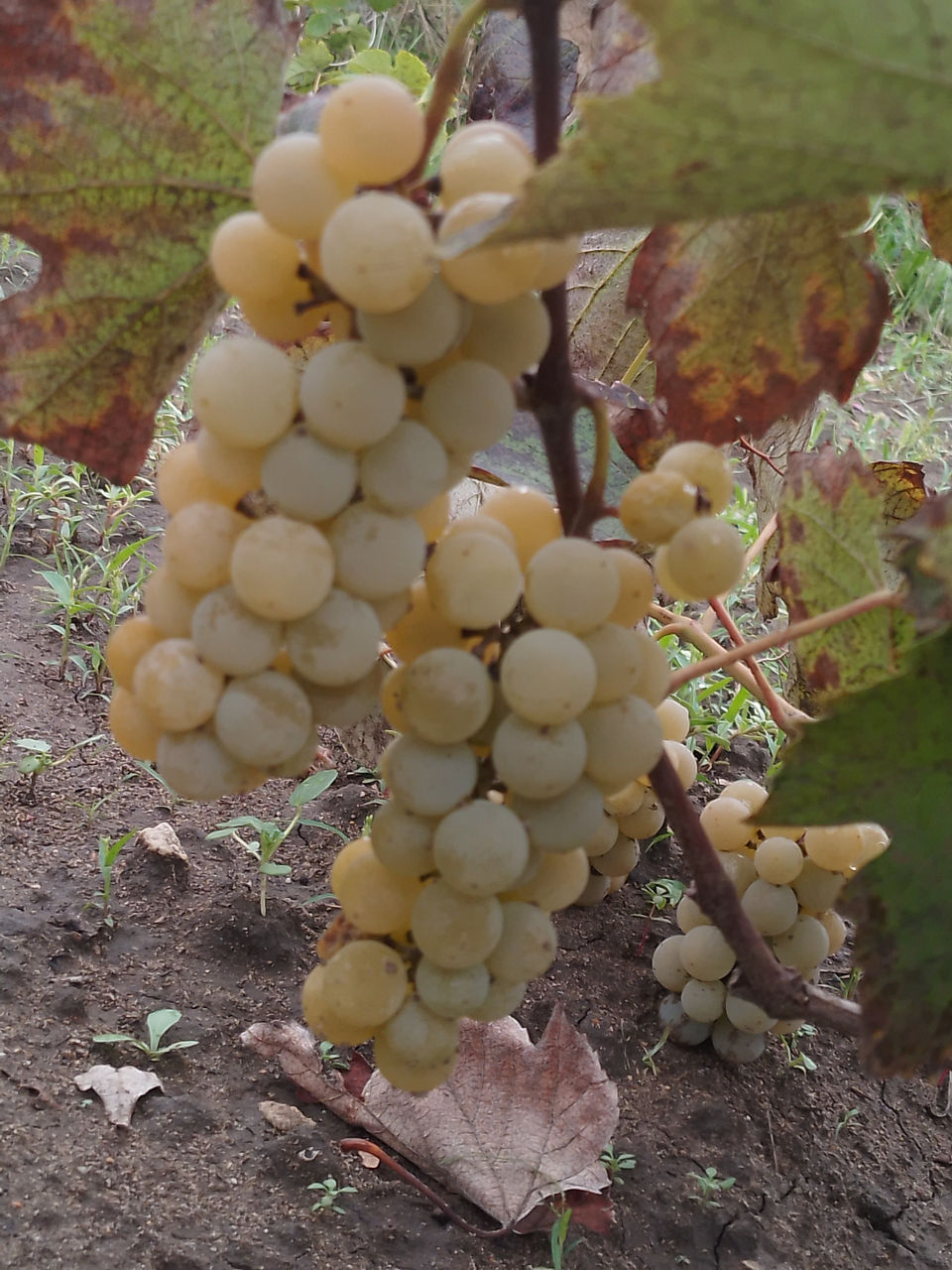 Poama pentru vin fraga alba(noha)