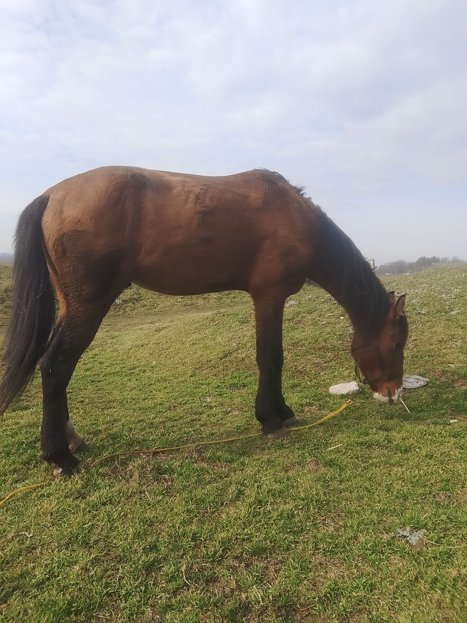 Vind sau schimb pe iapa