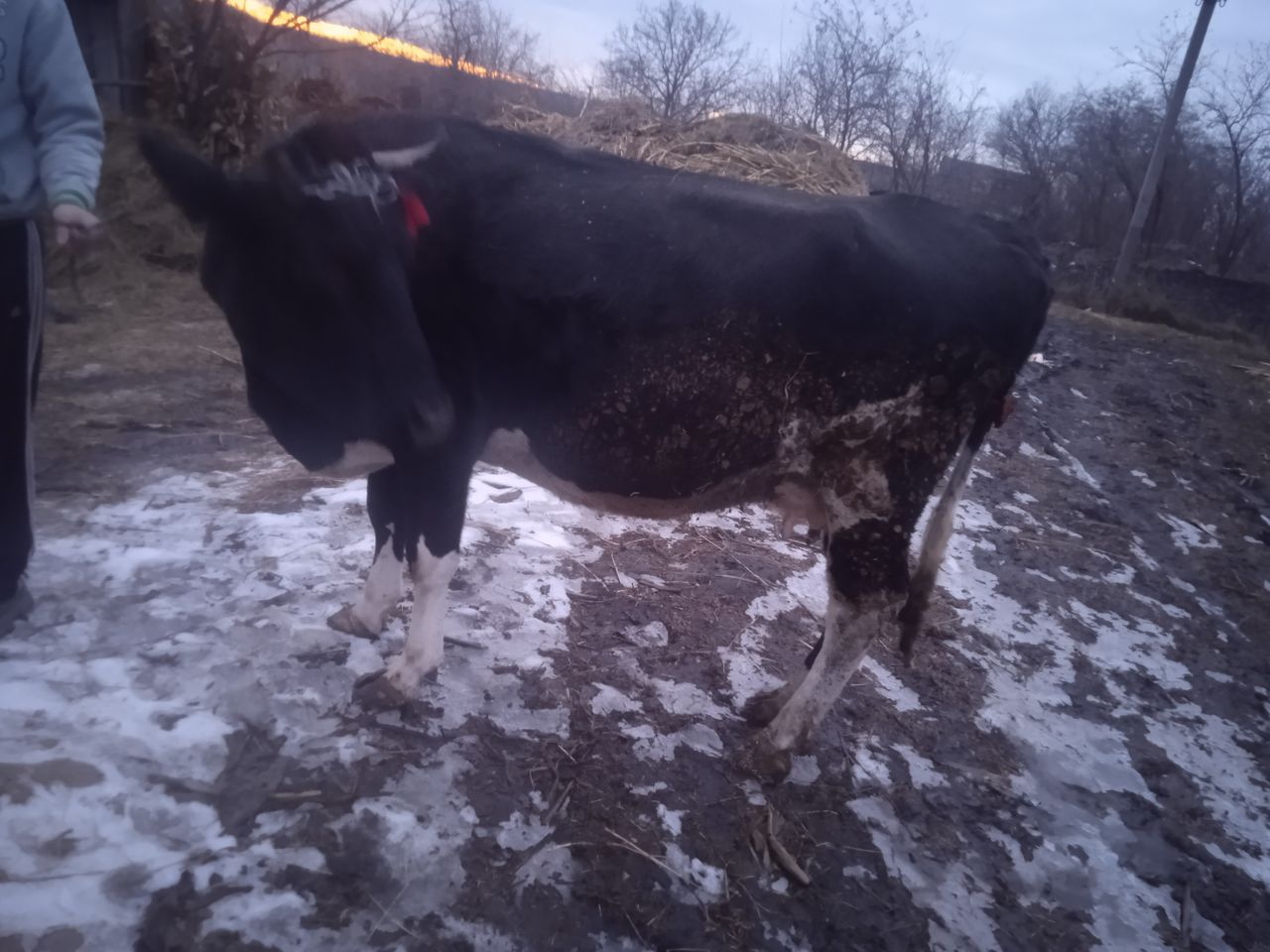 Vind vaca tînara nu-i de afata se mulge 5 litre pe zi