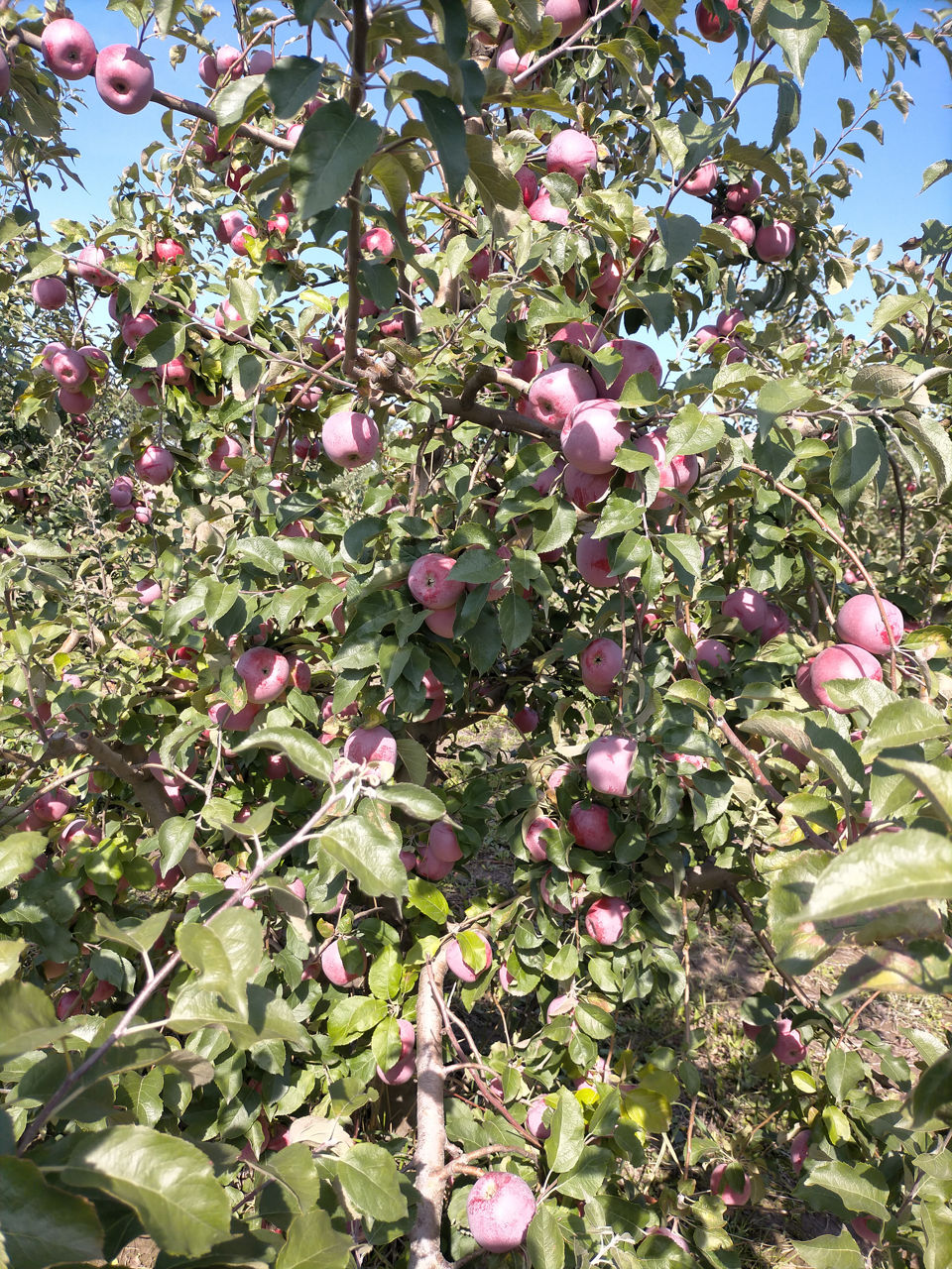 MERE FLORINA CALIBRUL 6.5 + LIVADA TINARA