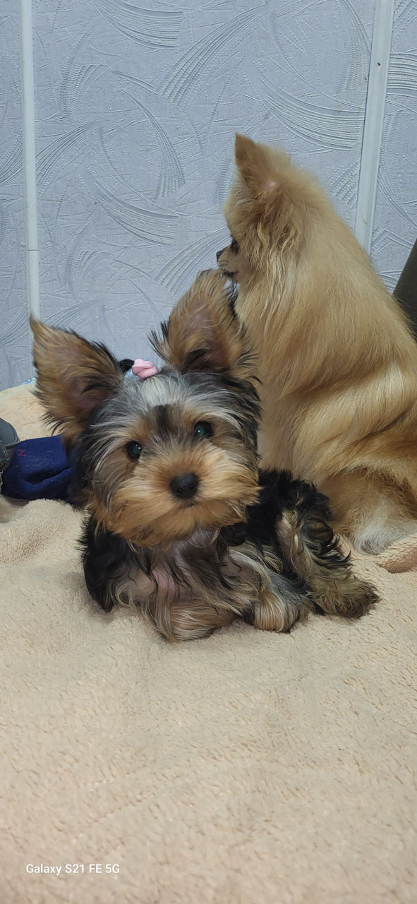 Se vinde fetita 200€