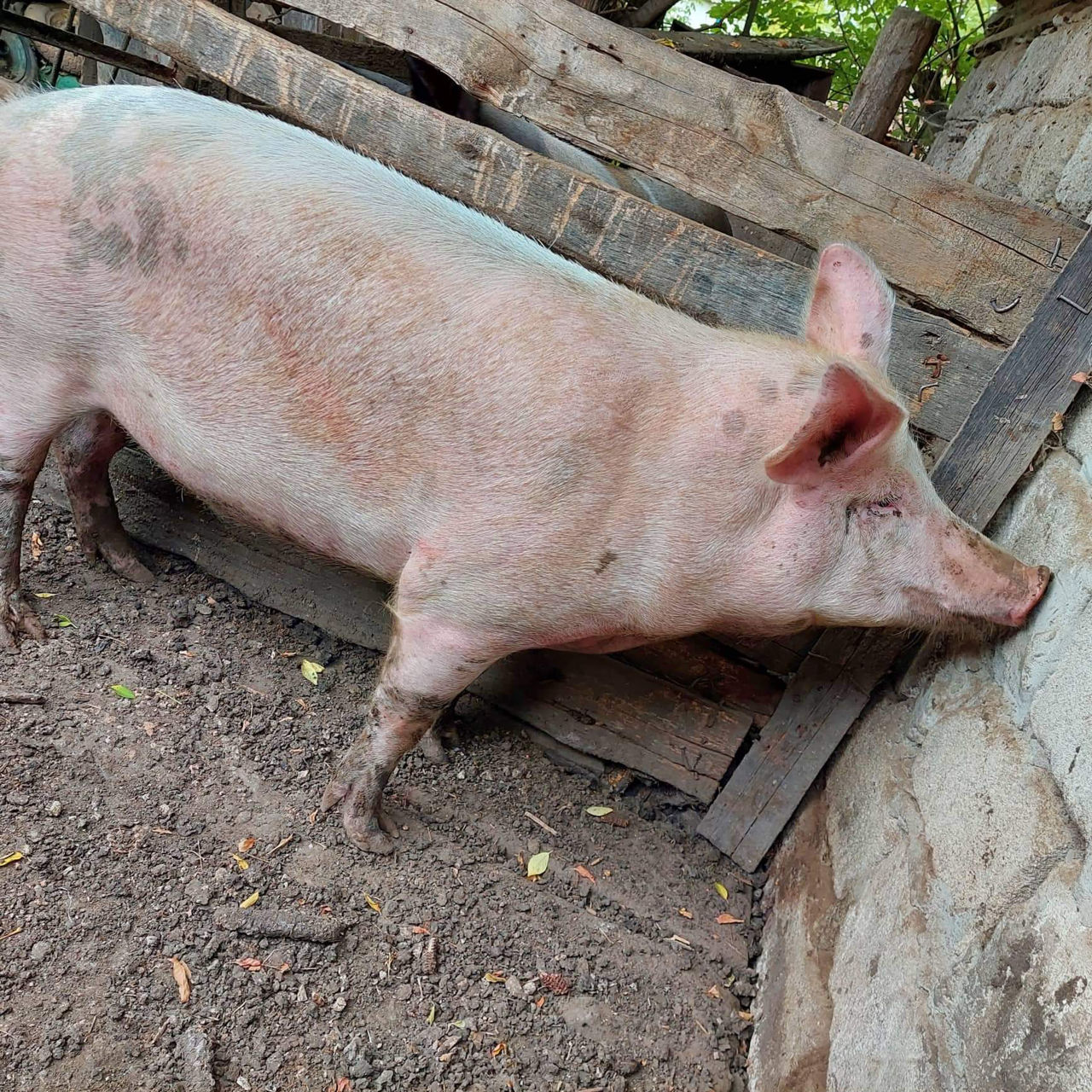 Vind un porc de 100 kg preti 48 lei kg