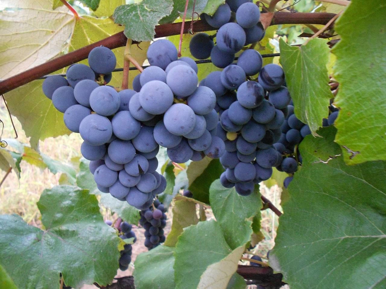 Struguri / Poama pentru vin