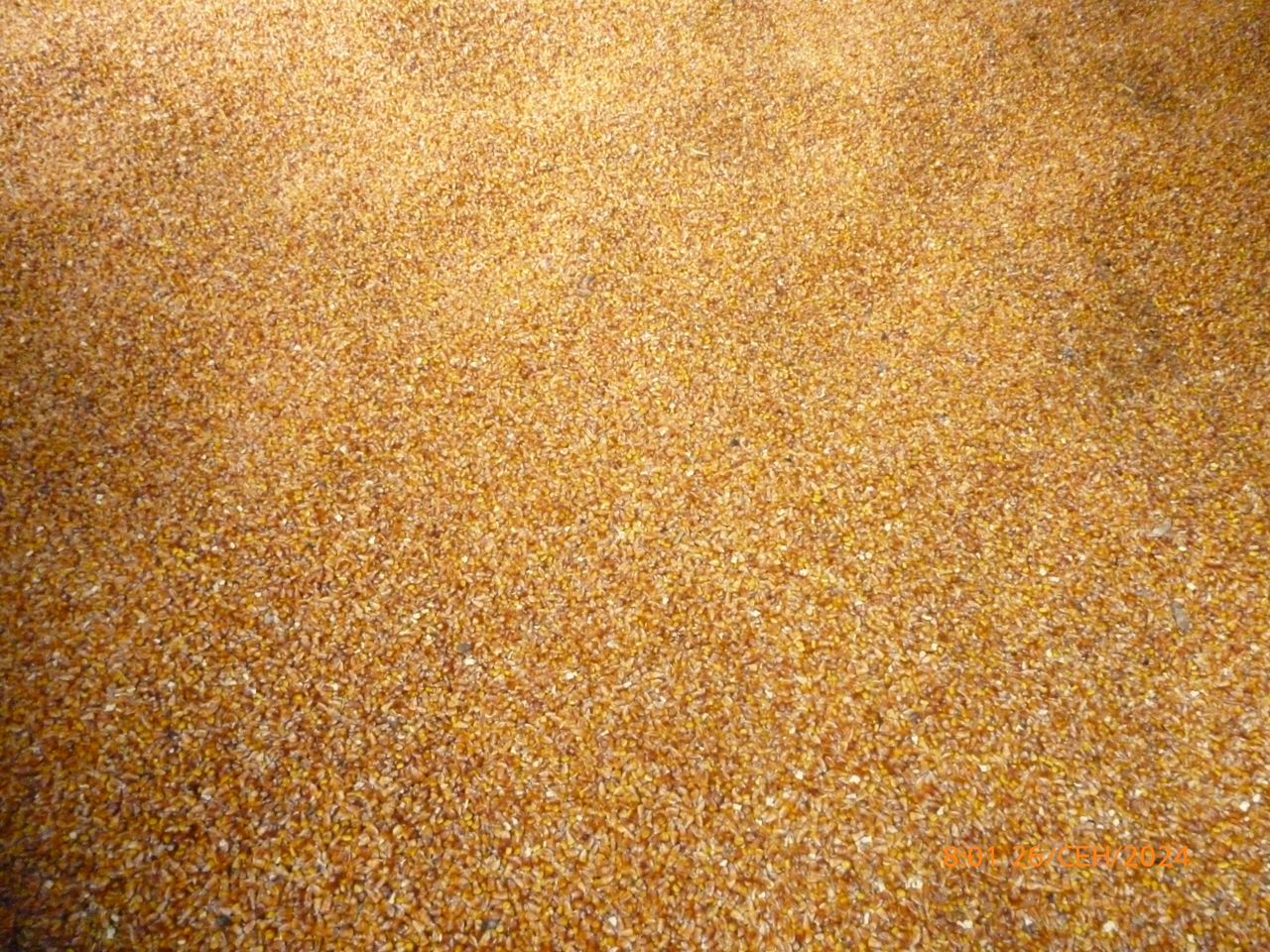 Vindem porumb (graunte). 4lei kg.