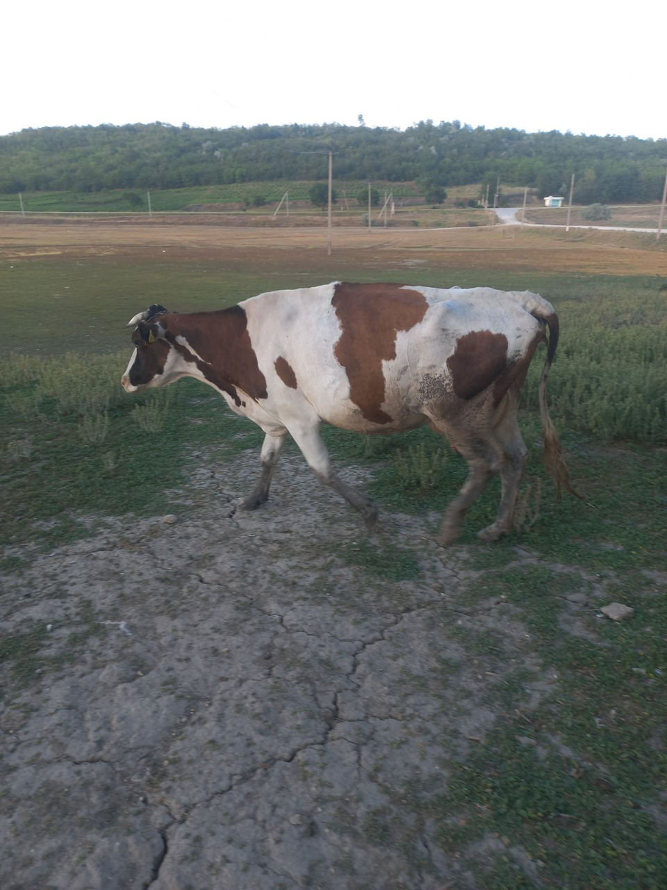 Vind vaca mulgatoare