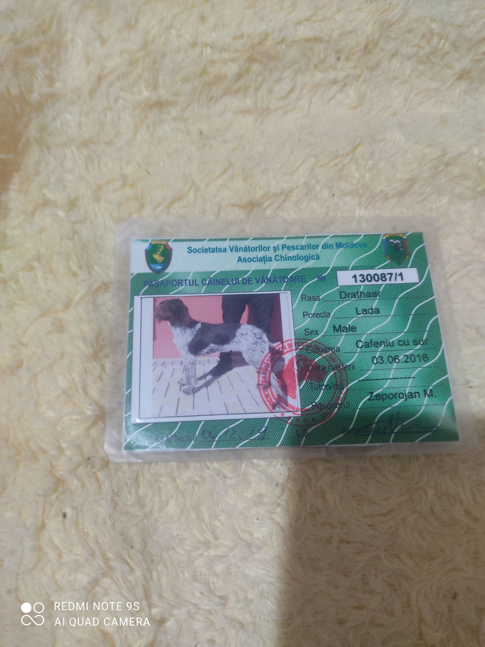 Se vinde doi câini de drathar