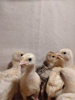 продаю индюшат 70 лей vind puii de curca