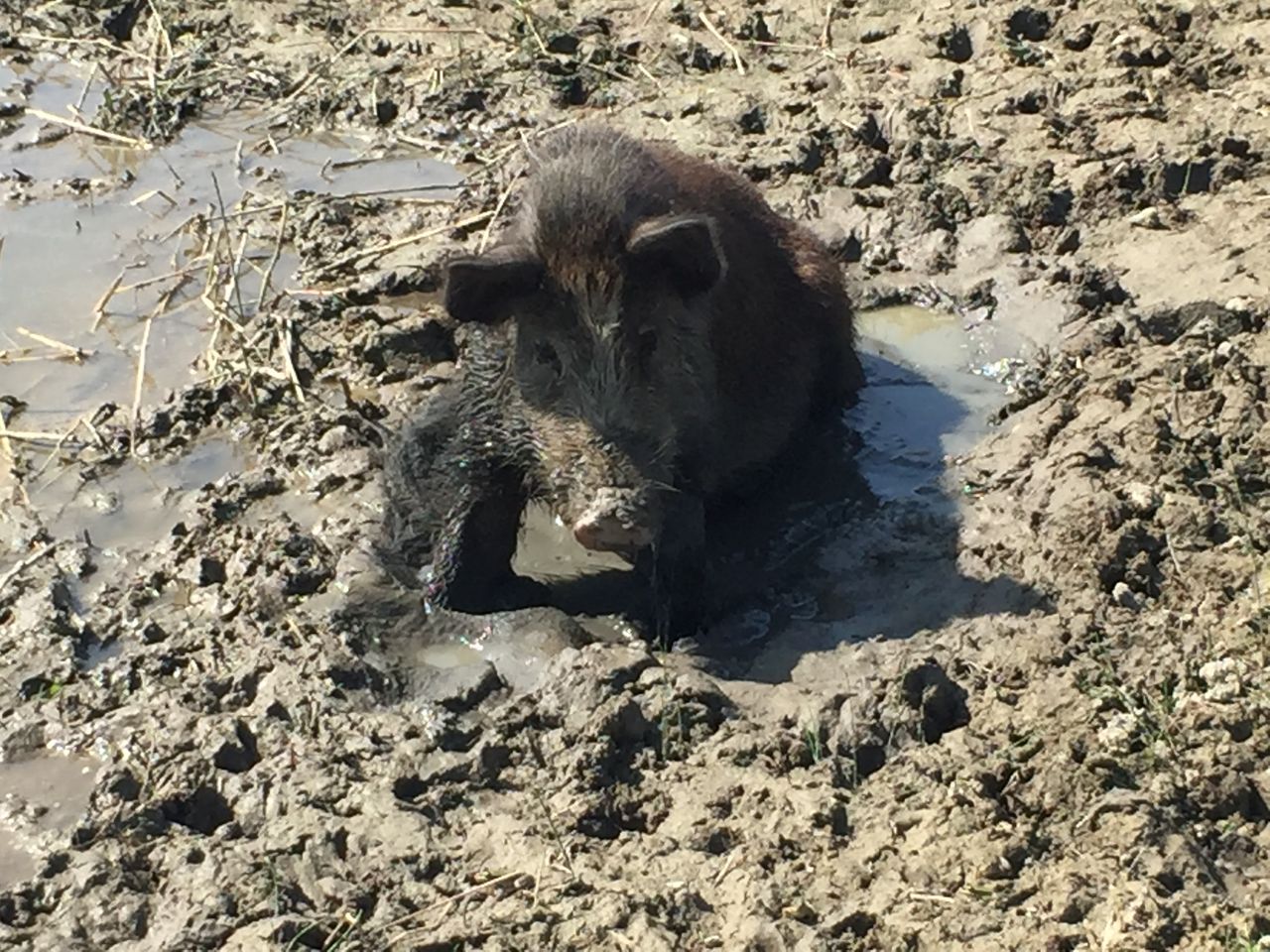 vind porci (mistret)