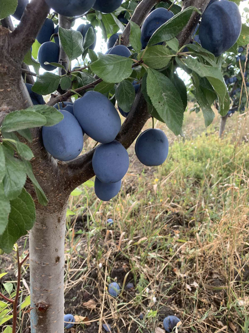 Vindem prune blue free, Orhei, 2 tone, 6 lei